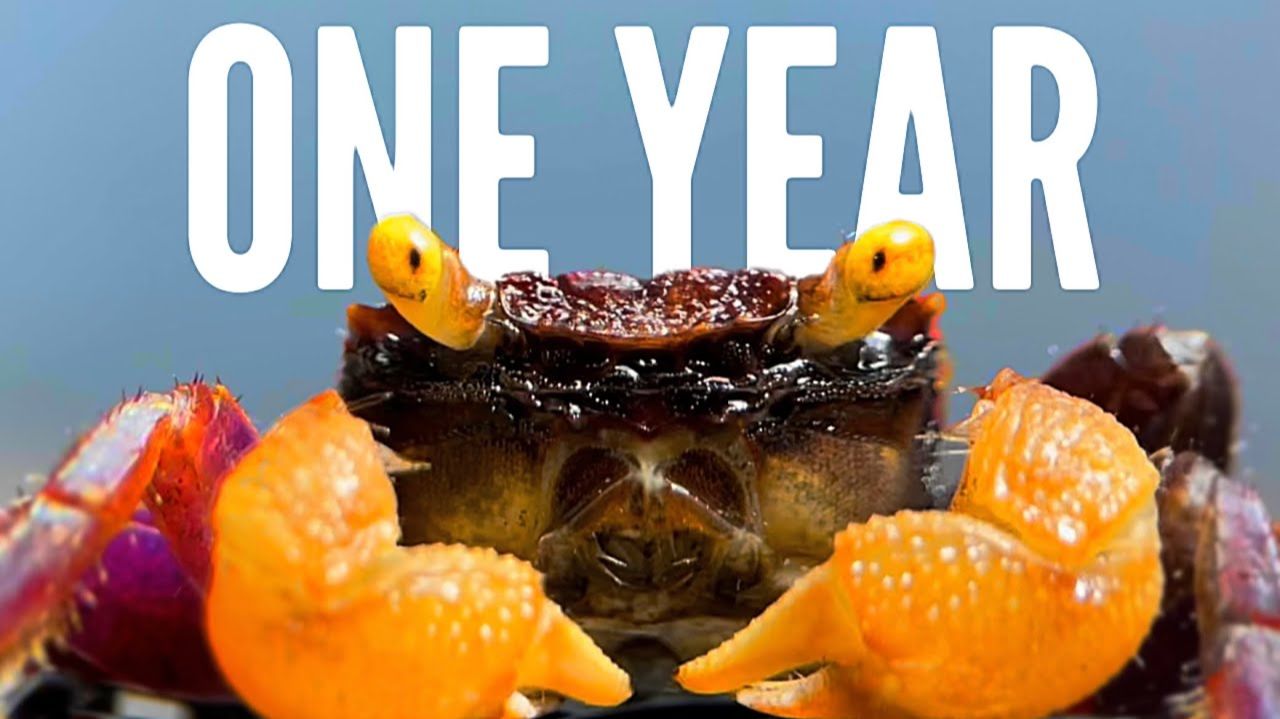 Год назад я создал экосистему, и вот что из этого вышло! Доктор Плантс (DrPlants)