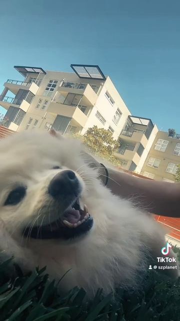 Балдеющий пушисты зверь. Лохматый белый собак 😜!