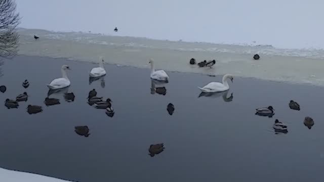 Лебеди на Яузе зимой