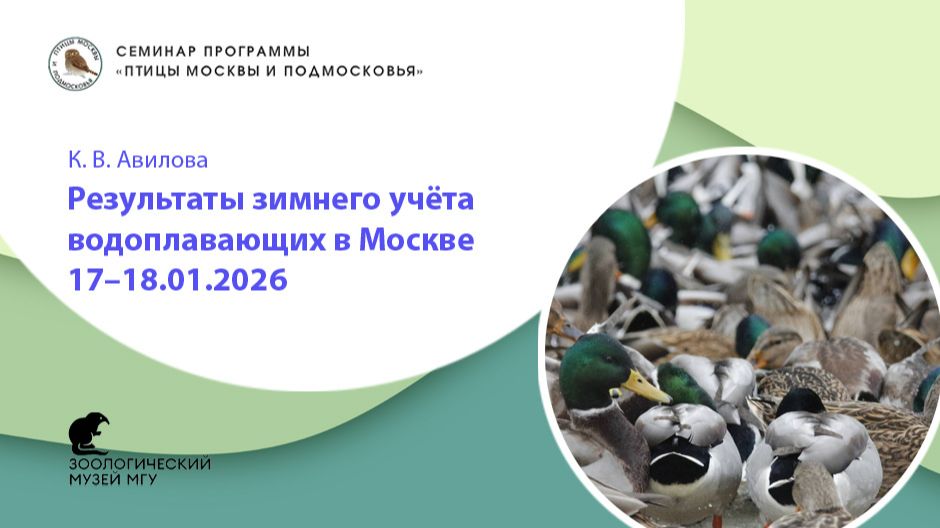 К.В. Авилова. Результаты зимнего учёта водоплавающих в Москве 17–18.01.2026