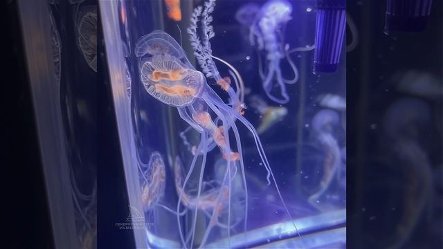 Некроплазма .mp4