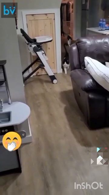 Коты и маска 😁