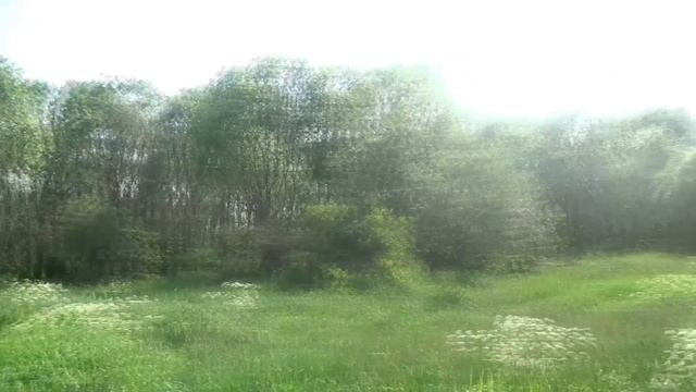 Поход через торфяной лес вдоль реки Ошла 9.06.25