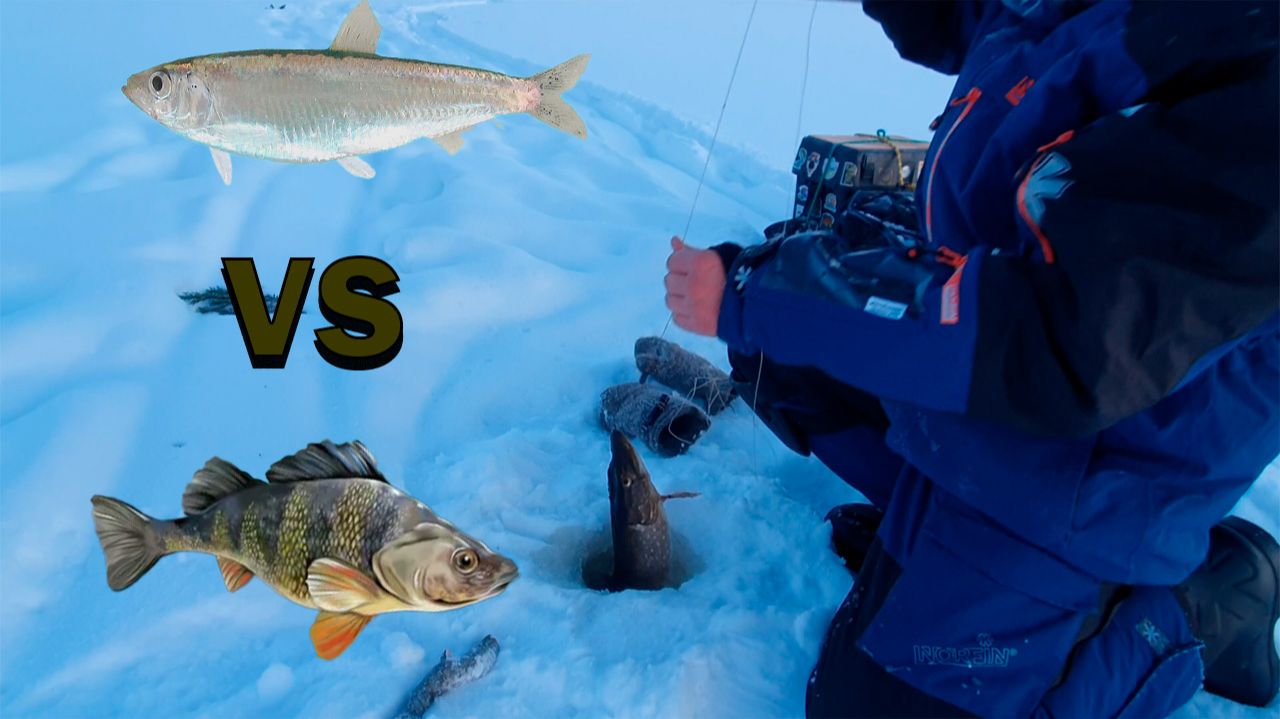 На кого лучше ловится щука? Окунь или килька? Эксперимент с ловлей на жерлицы! (Часть 2) Рыбалка!