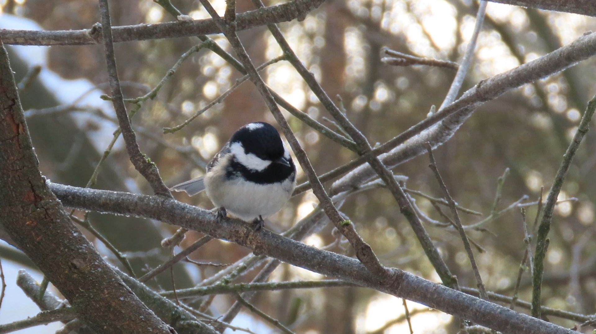 Синицы - Московка и Лазоревка, Битца, 18 февраля 2026