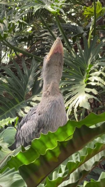 Китоглав радует туристов Эта очень крупная птица, достигающая в среднем 1,2 м в высоту, обитает на т