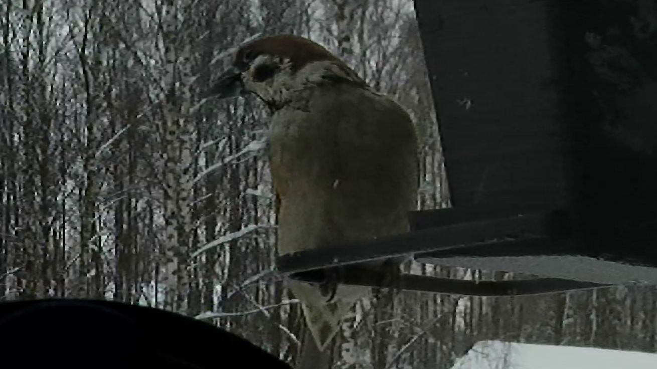 Воробей косит под снегиря