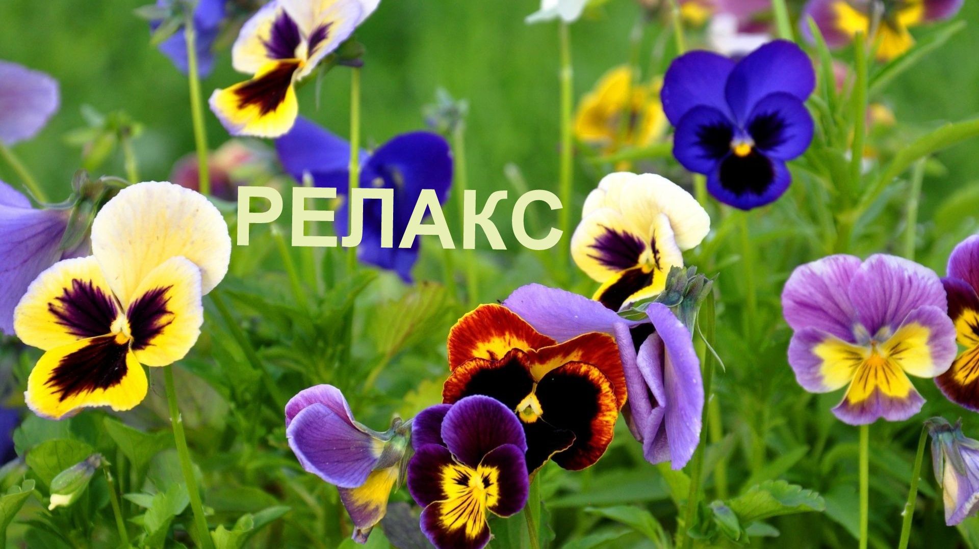 Самая расслабляющая музыка всех времен - 120 минут реласации.