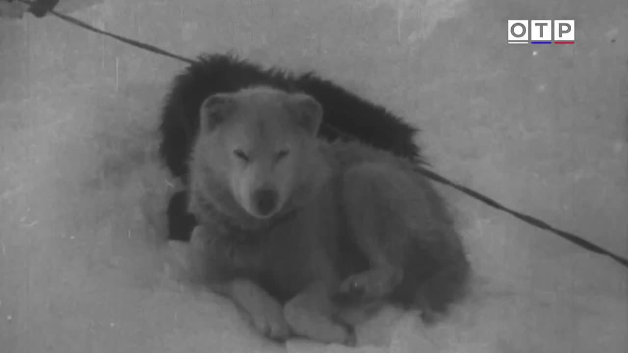 Арктический след: как люди меняли карту мира