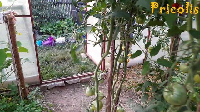 Урожай своими руками. Никологоры. июль 2022 год