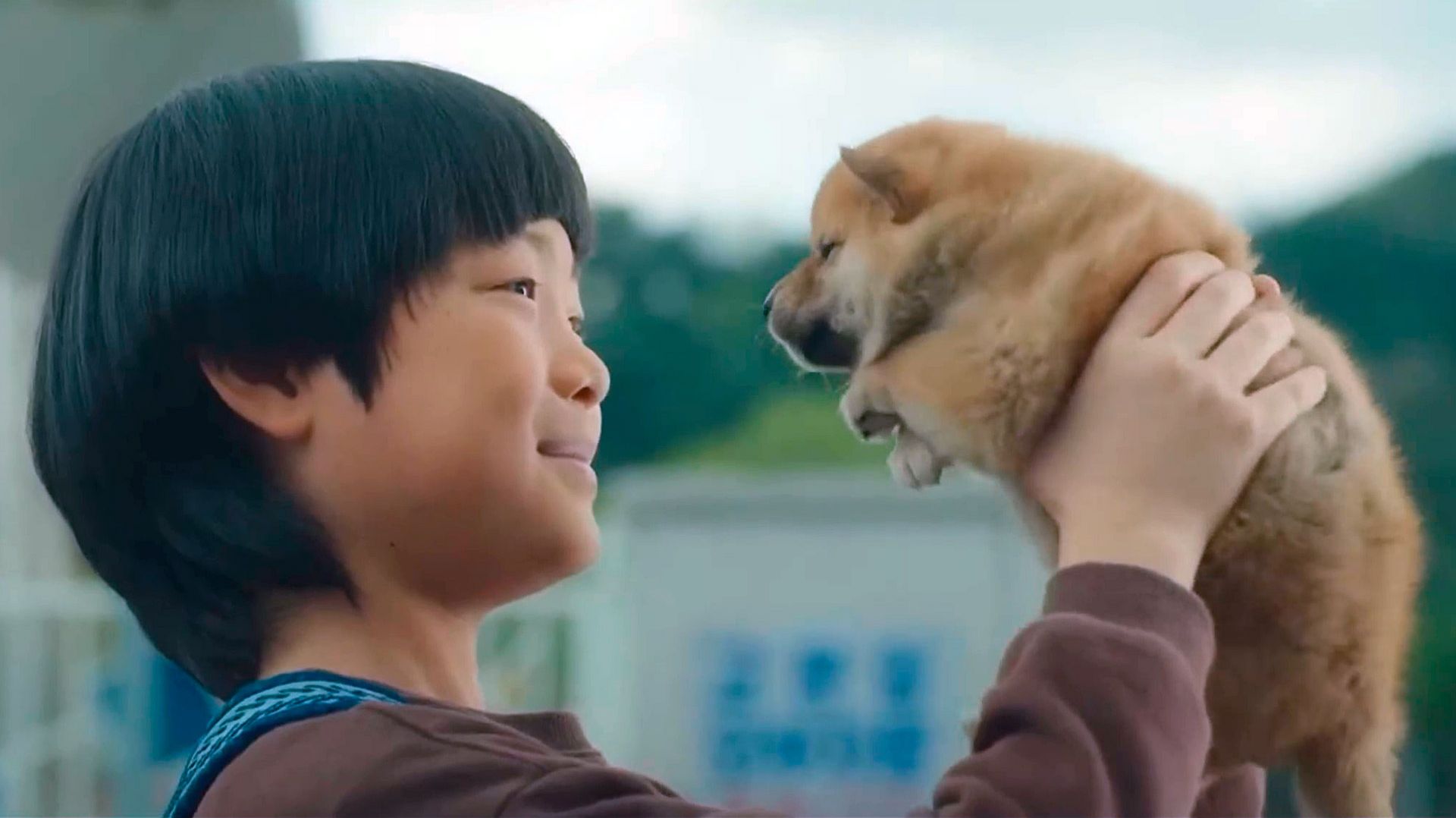 Собаки в южнокорейских дорамах и фильмах