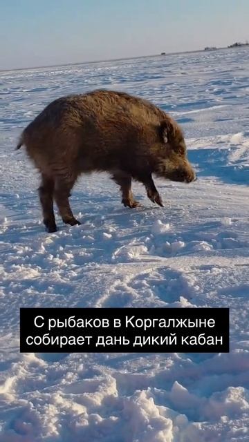 Кабан рыбный рэкетир