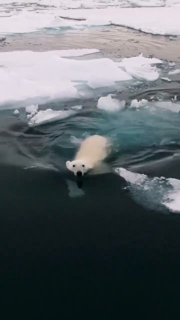 Белые медведи – величественные и сильные животные, обитающие в самых холодных и суровых условиях