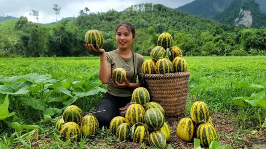 Собираю урожай дынь с гигантского поля для продажи на рынке, жизнь трудяги Дуонг.
