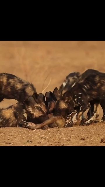 Суровая реальность жизни, особенно в дикой природе