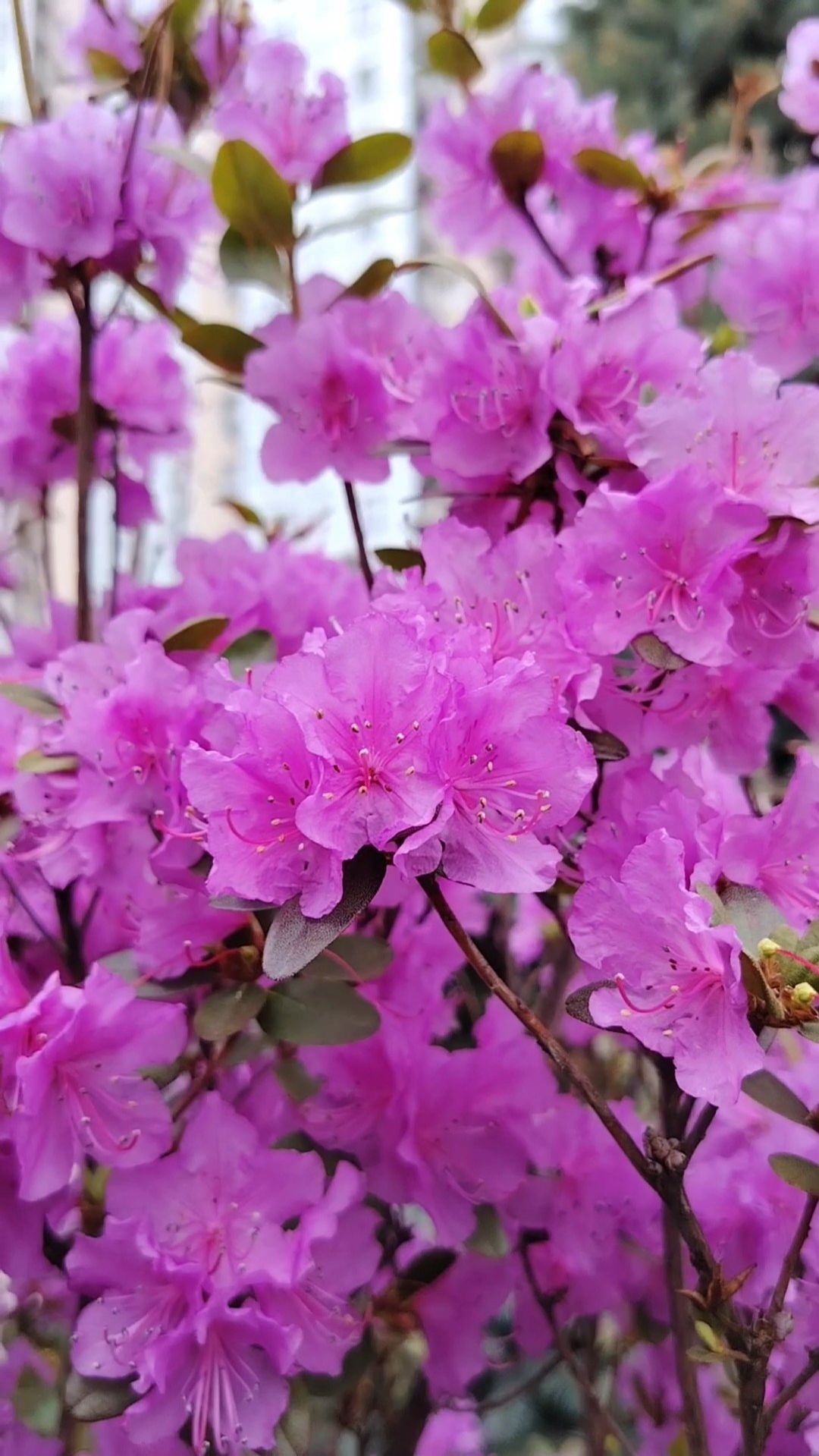 ЖК Зеленый Бульвар, г. Владивосток, цветут цветы, РЕЛАКС, автор видео Панченко Марина Юрьевна