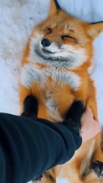 Довольная лисичка