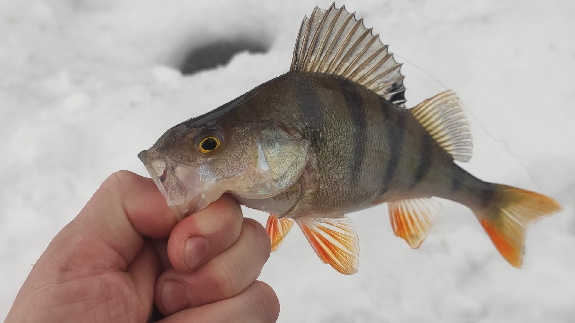Бешеный клев Окуня! Отменная рыбалка озеро Ик. 4К