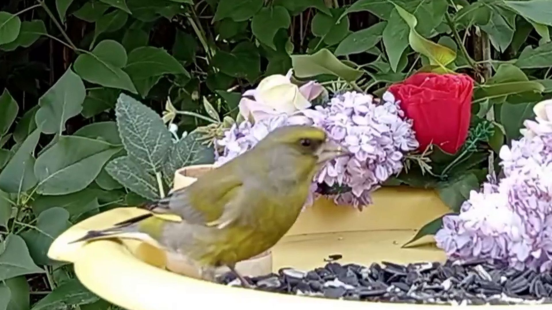 Зеленушки и Голуби на кормушке