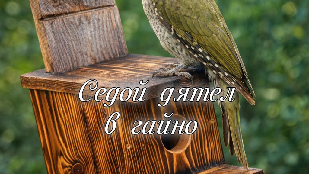 Седой дятел изучает гайно (камера Tapo TC82)