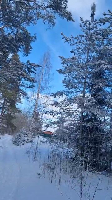 Санкт-Петербург. Сосново. Прогулки на лыжах. Красотища