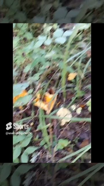 Ленинградская область. Хвойное. 18.08.2024. Грибы-лисички обыкновенные в лесу у дачи