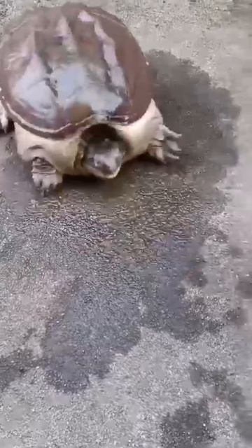 Не все черепахи такие медлительные, как кажутся