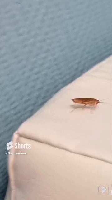 Тараканище. #filmora #filmoramobile #творчество #таракан #чуковский #природа  #насекомые