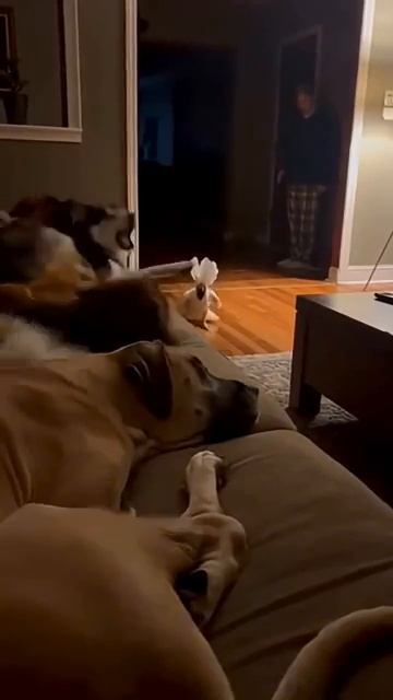 Попугай троллит собаку // Какаду довел пса до смеха 😂