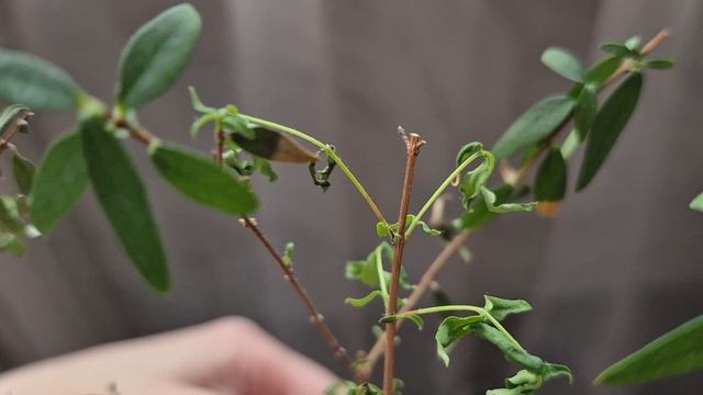 Мирт обыкновенный маленький 2