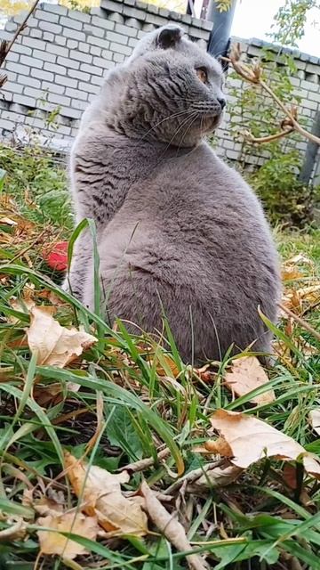 Барсик гуляет👀🤗