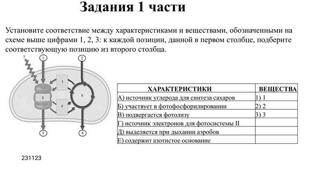 Биология. Фотосинтез. Практическая часть. Сербина С.Е.
