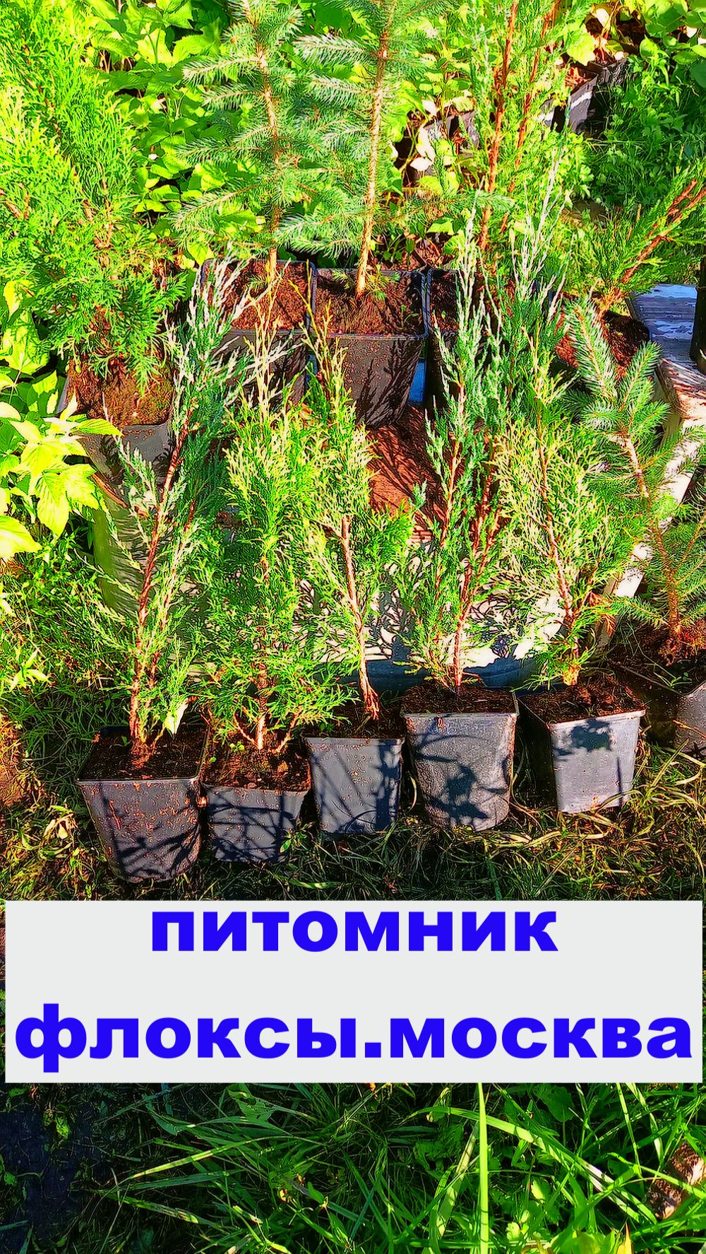 САЖЕНЦЫ ТУИ, МОЖЖЕВЕЛЬНИКА, ЕЛИ В ПИТОМНИКЕ