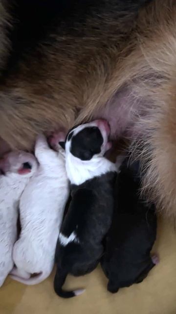 Овчарка кормит бультерьеров