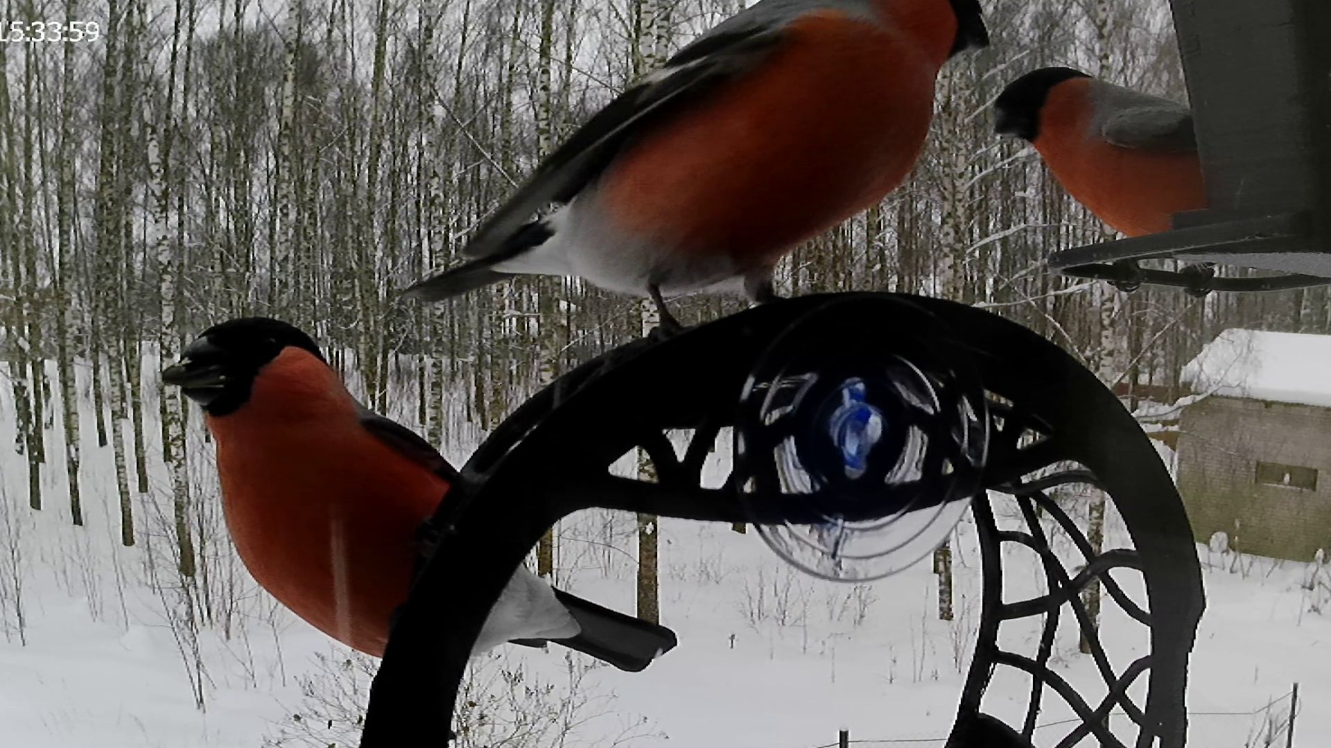 Нашествие Снегирей!