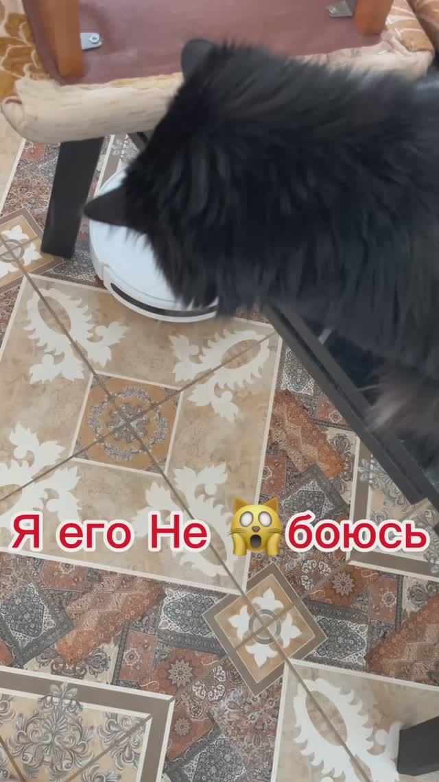Контроль уборки #кот #прикольные коты