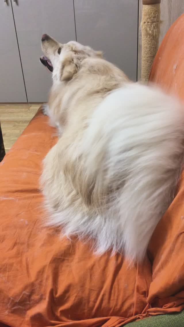 Дед и пес Ричик ❤️❤️❤️❤️