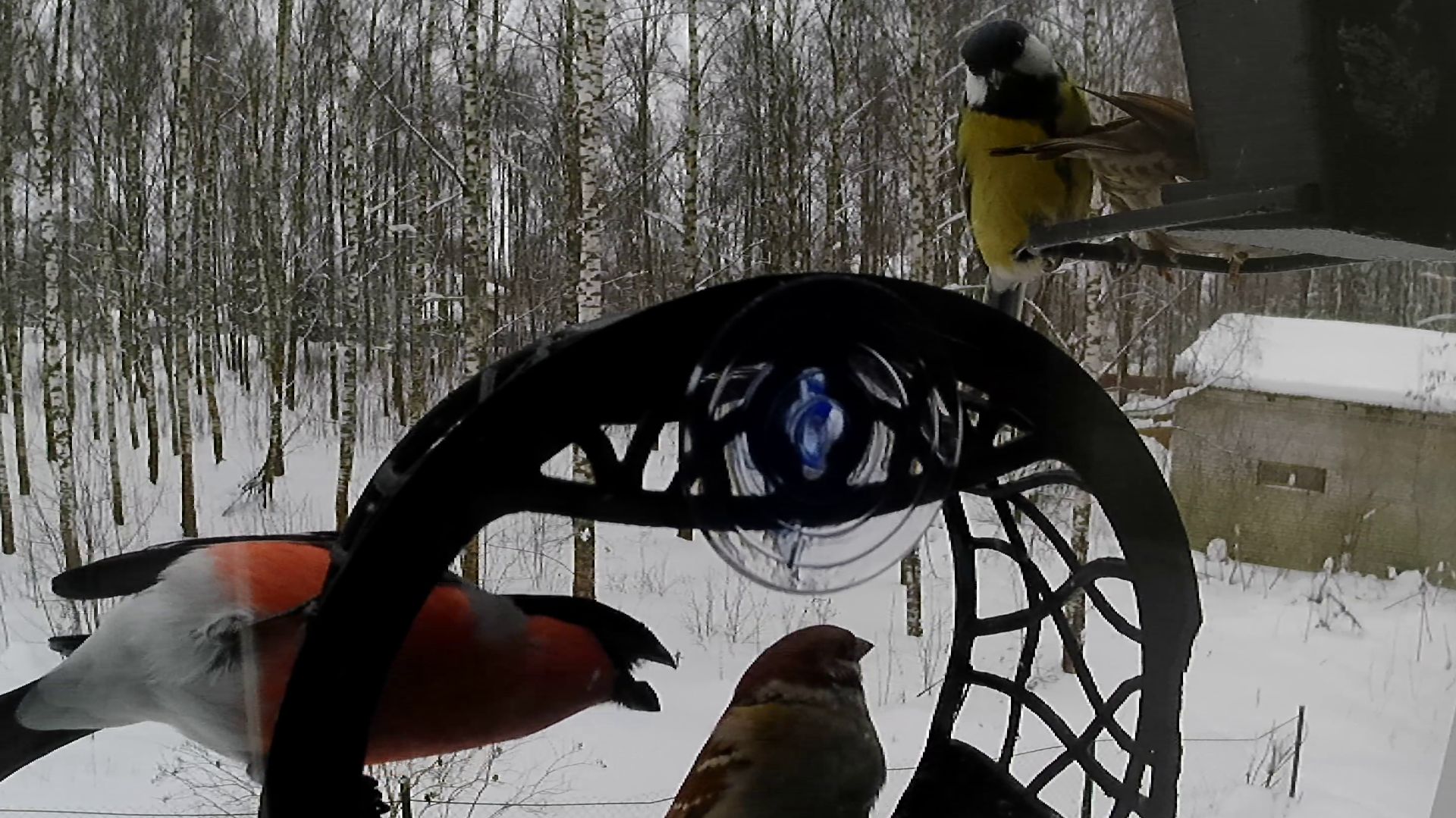 Много птиц. Синицы, Снегири, Воробьи, Лазоревки