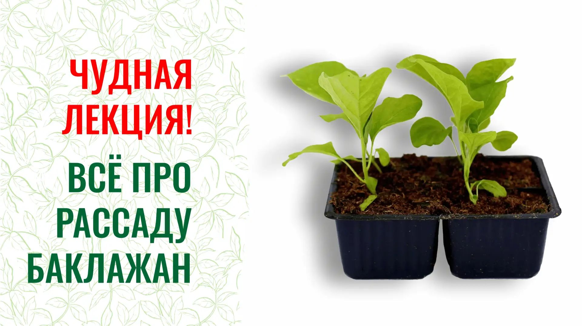 Рассада баклажанов практические советы, как вырастить с биопрепаратами