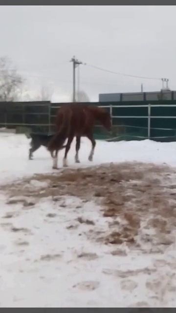 Кавказская овчарка злится