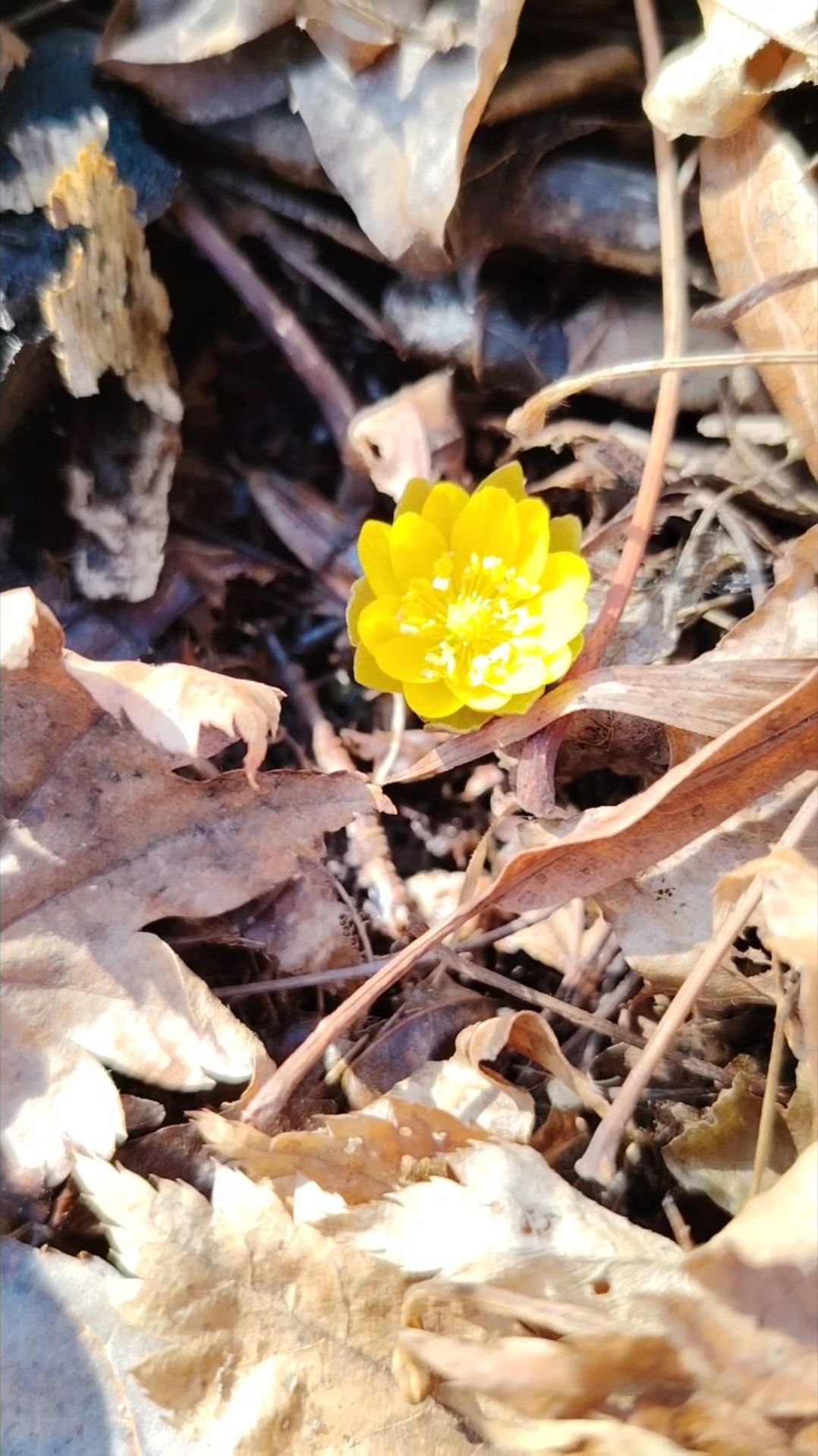 Адонис Амурский, о. Русский, автор ролика Панченко Марина Юрьевна