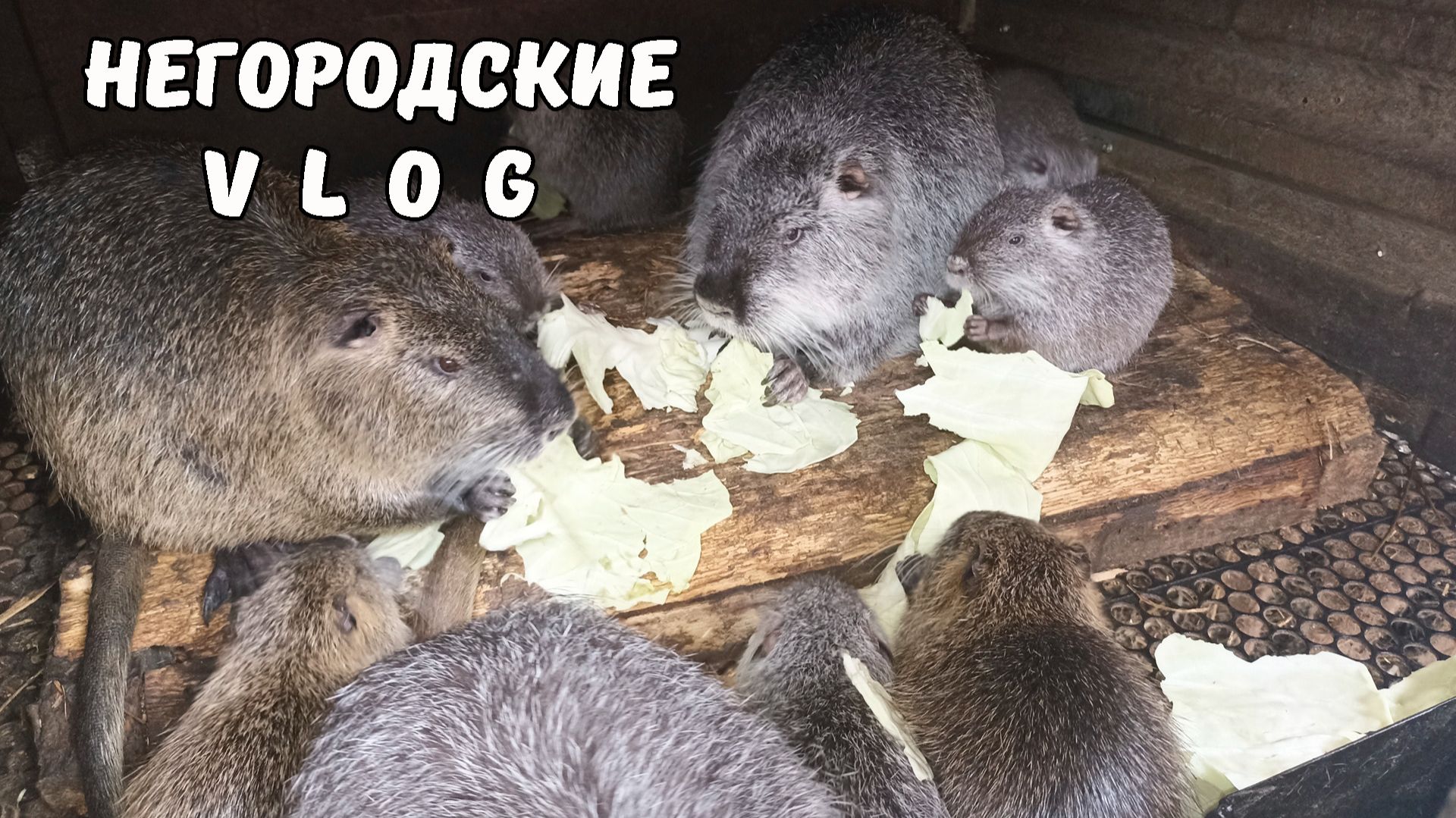 Цены на картошку. Капустные листья в подарок. Прибавление. ч.1.15.02.26.