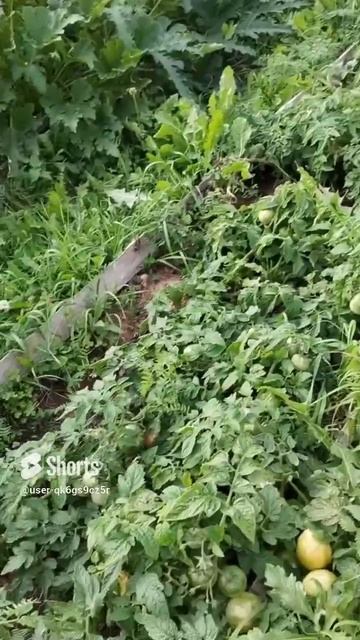 Ленинградская область. Хвойное. 20.08.2024. Дача. Урожай помидоров на грядке. Первый сбор