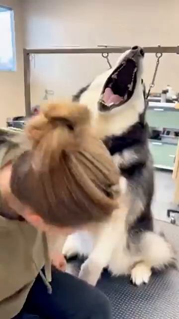 Потрясающа актерская игра от Хаски 😂