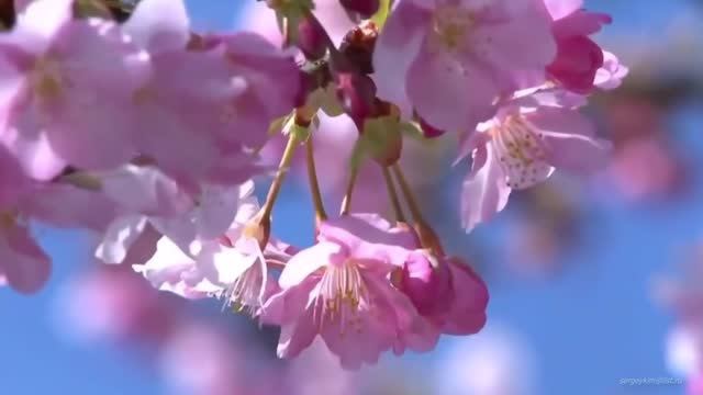 Единственному  -  Наталья Нильская