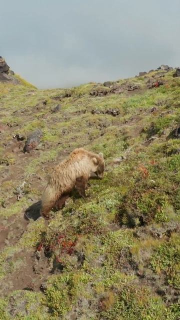 Медведь ест ягоду в Долине великанов на Камчатке