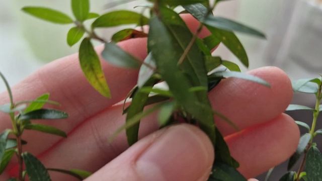 Мирт обыкновенный большой 2