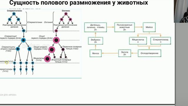 Биология. Жизненные циклы организмов Сербина С.Е.