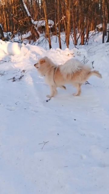 Ричика прогулка и первое пение птиц в лесу