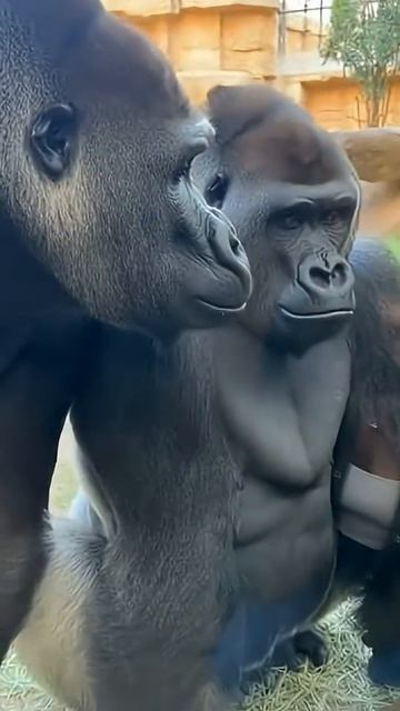 Он собирался поцеловать ее… Но тут появилась Его Жена 😭🐵